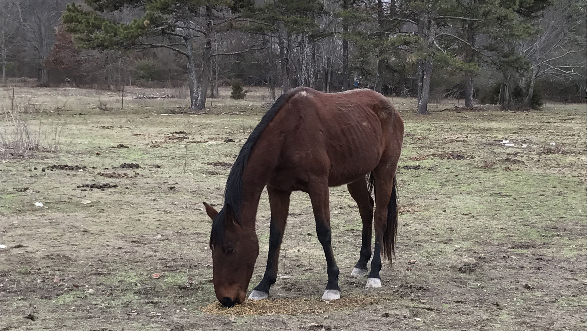 Ashley + Lucky - ASPCA® Right Horse