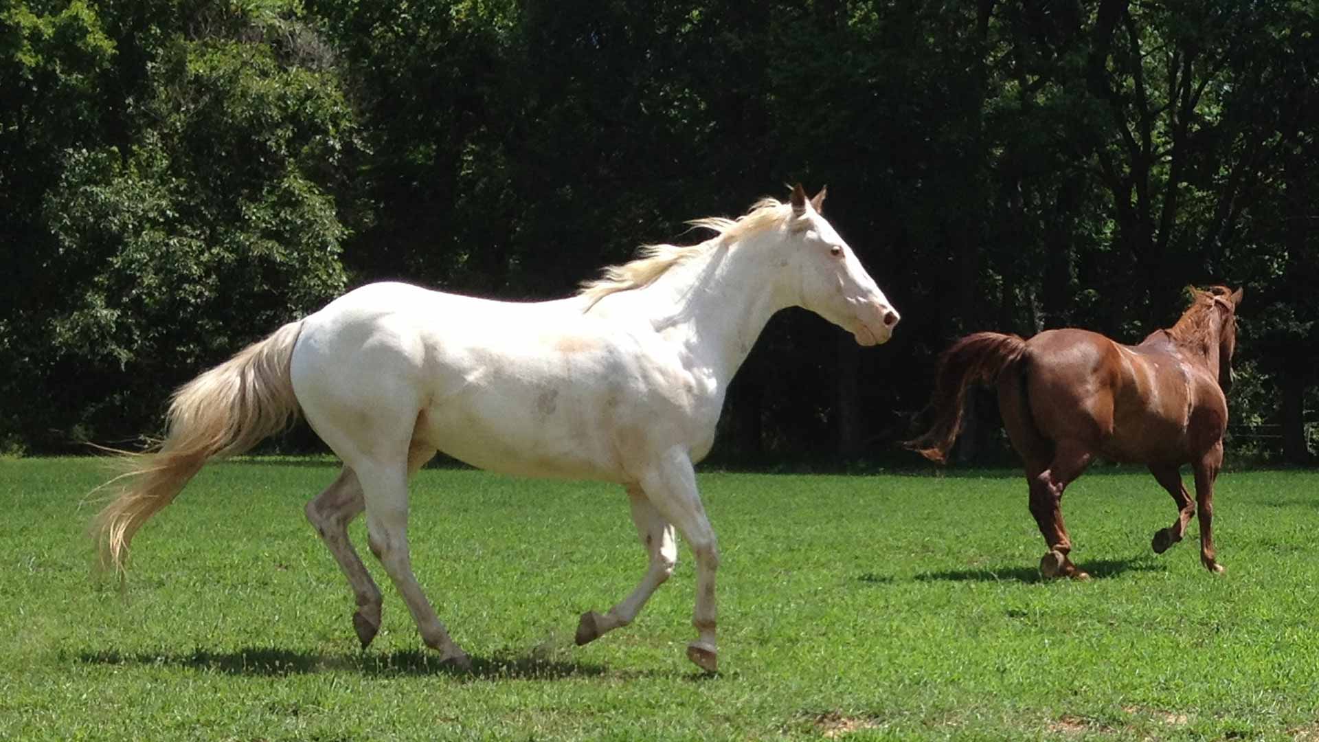 Dee + Chief - ASPCA® Right Horse