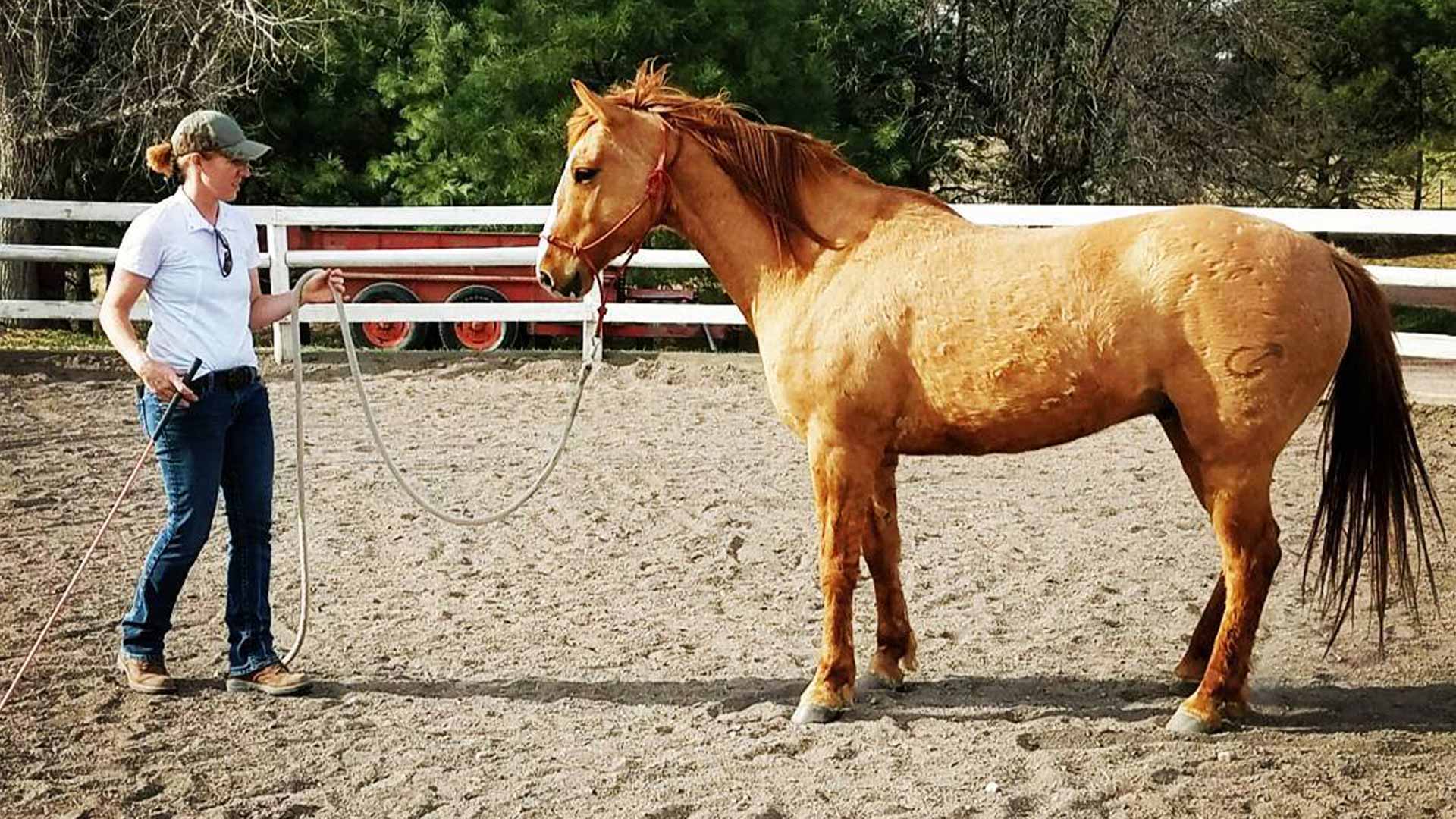 Heather + Hero - ASPCA® Right Horse