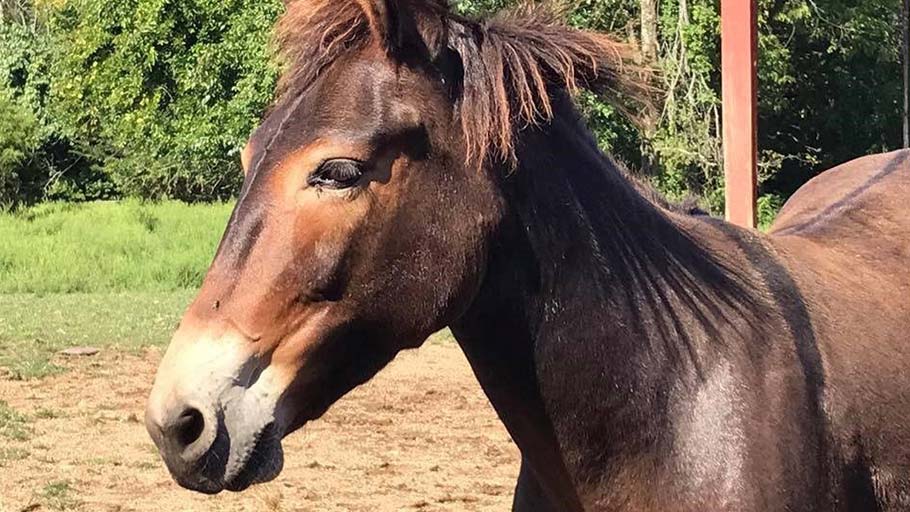 Sharon + Susie + Della - ASPCA® Right Horse