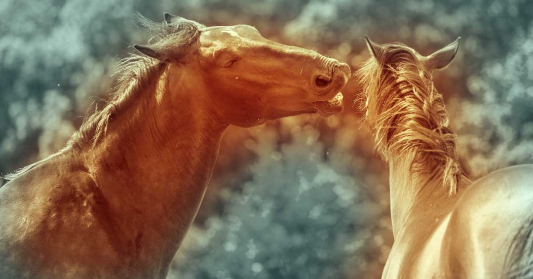 TheRightHorse-TeamworkMakestheDreamwork-FB - ASPCA® Right Horse