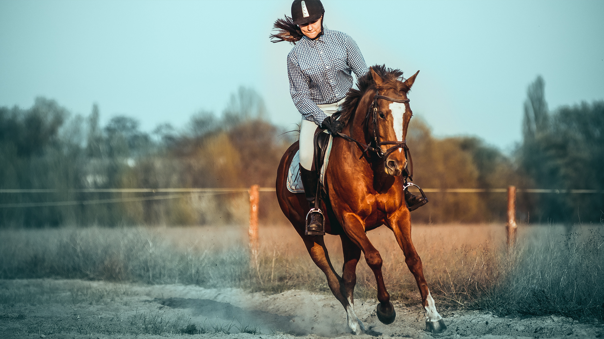 Articles - ASPCA® Right Horse